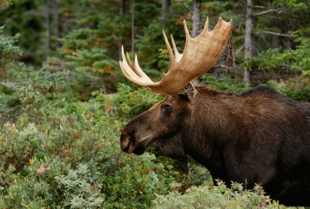 Moose | Environment and Climate Change
